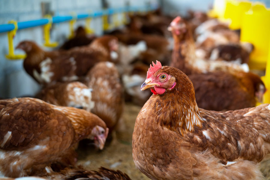 Poultry Perfection: Nurturing Healthy Flocks for Superior Quality